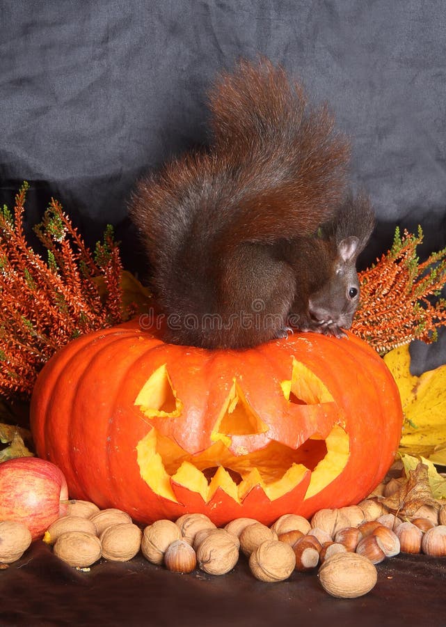 Halloween squirrel stock photo. Image of nuts, black - 79820762