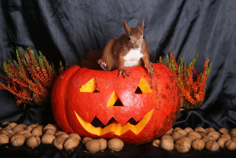 Halloween squirrel stock image. Image of halloween, fowers - 79820773