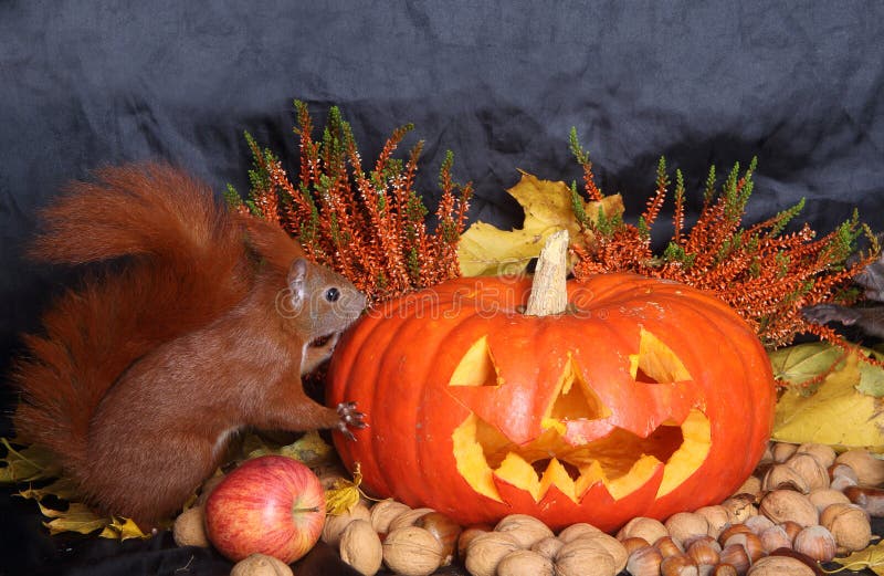 Halloween squirrel stock photo. Image of horror, squirrel - 79820860