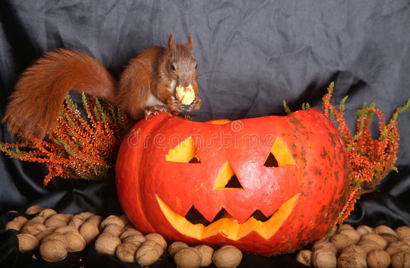 Halloween squirrel stock photo. Image of sweet, scary - 79821102