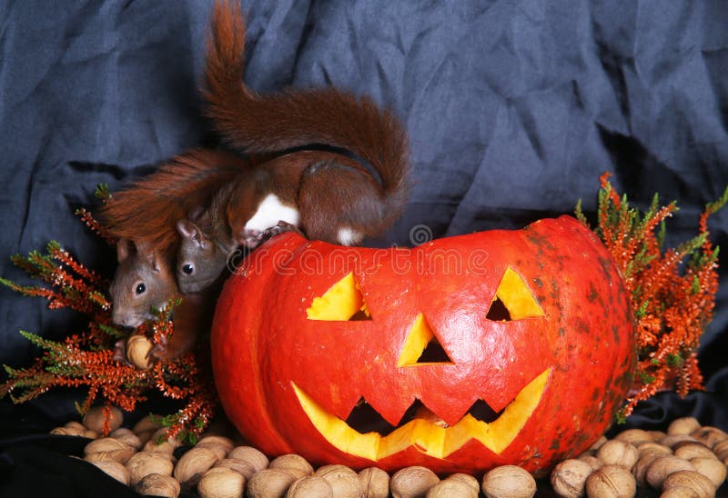 Halloween squirrel stock image. Image of black, pumpkin - 79821235
