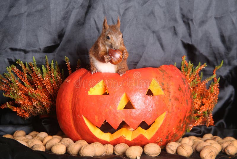 Halloween squirrel stock photo. Image of fowers, nuts - 79821302