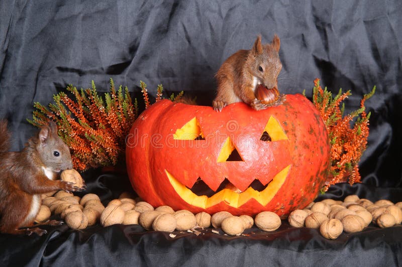Halloween squirrel stock photo. Image of october, cute - 79821470