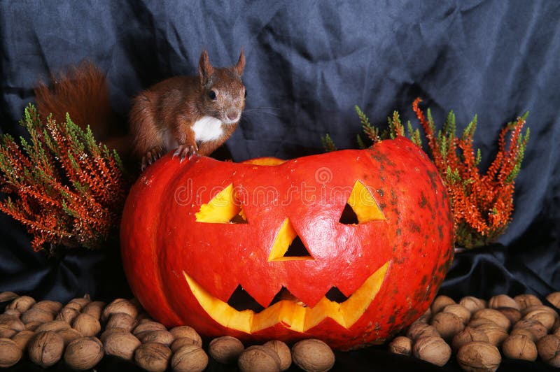 Halloween squirrel stock photo. Image of squirrel, horror - 79821686
