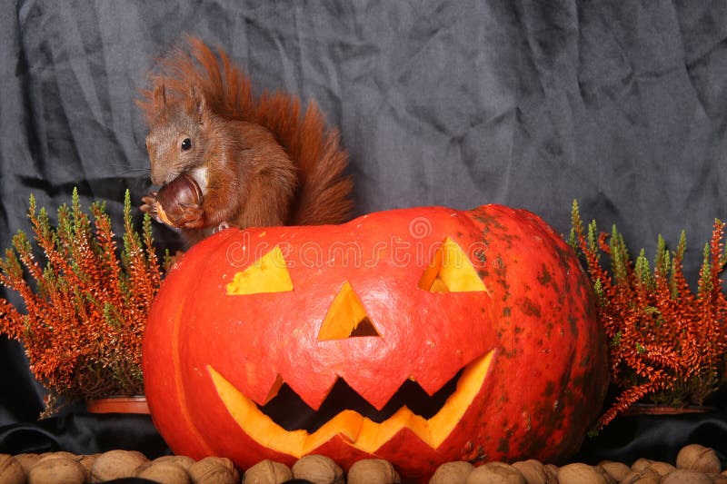 Halloween squirrel stock image. Image of squirrel, cute - 79821727