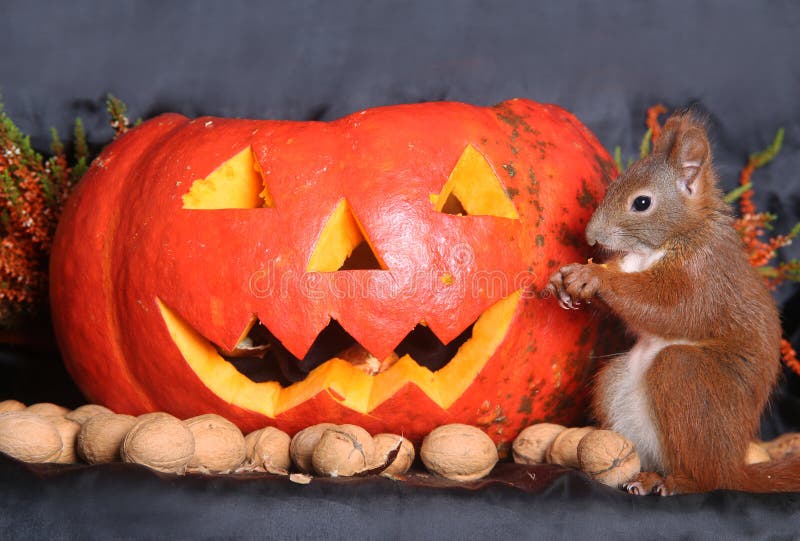 Halloween squirrel stock photo. Image of cute, halloween - 79821988