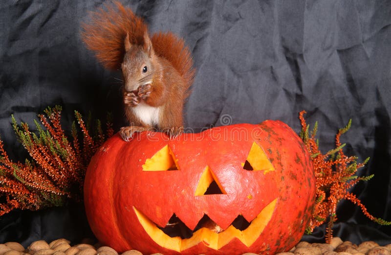 Halloween squirrel stock image. Image of nuts, squirrel - 79822083