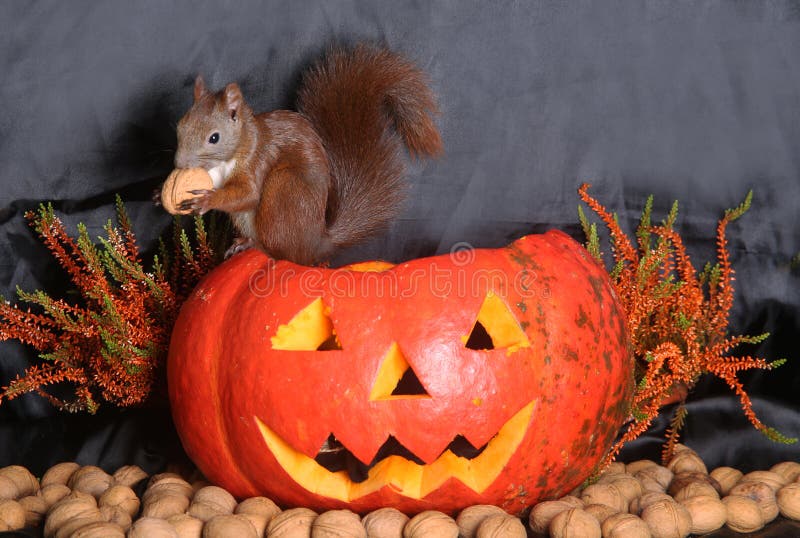 Halloween squirrel stock photo. Image of cute, sweet - 79822290