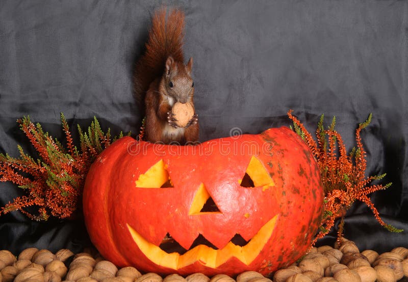 Halloween squirrel stock photo. Image of nuts, sweet - 79822352