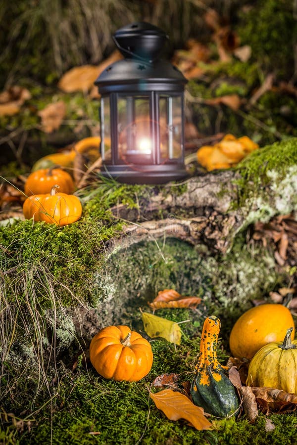 Halloween still life stock image. Image of nature, fall - 61217397