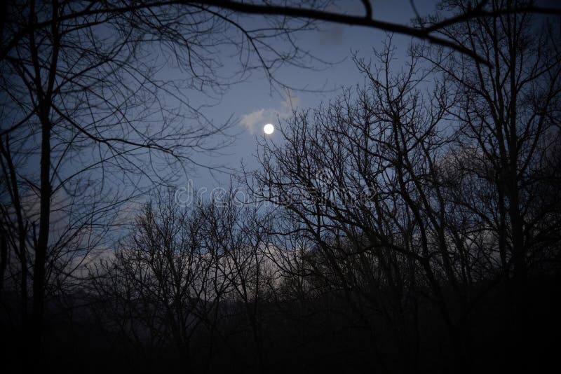 Halloween Themed, Dark Silhouette Trees and Moon Glow Stock Image ...