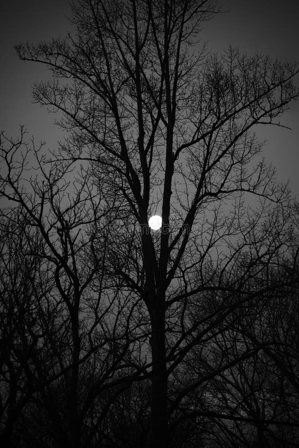 Halloween Themed, Dark Silhouette Trees and Moon Glow Stock Image ...