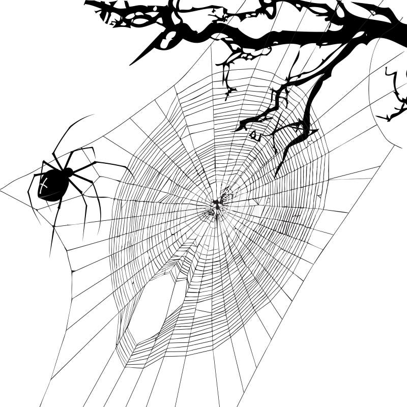 Halloween Tree Branch and Spider Web. Vector Illustration Stock Vector ...
