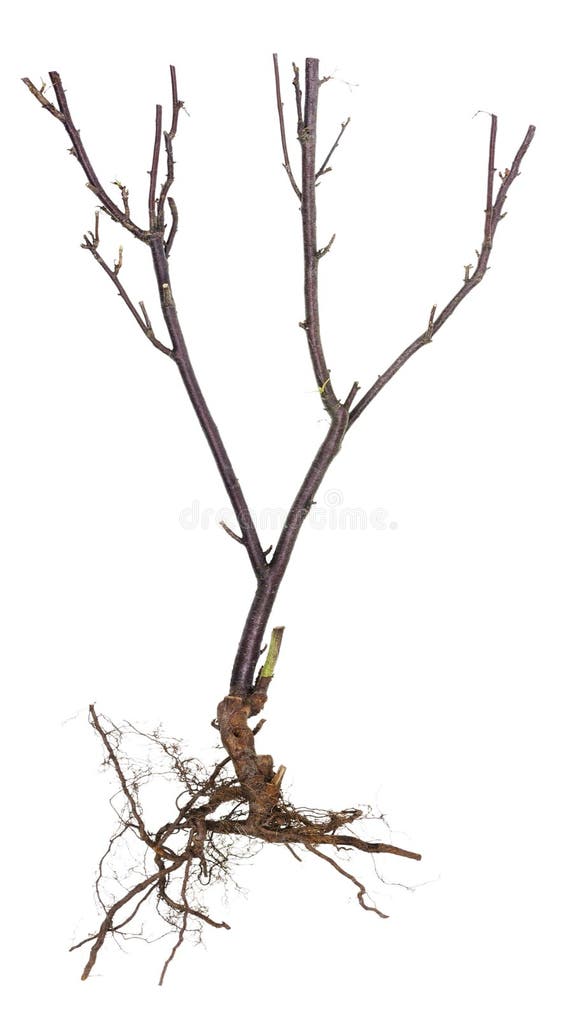 Halloween tree concept stock photo. Image of white, root - 27949022