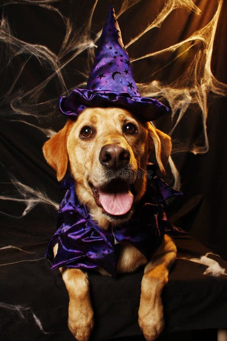 Halloween Wizard Dog stock image. Image of cape, costume - 7617467