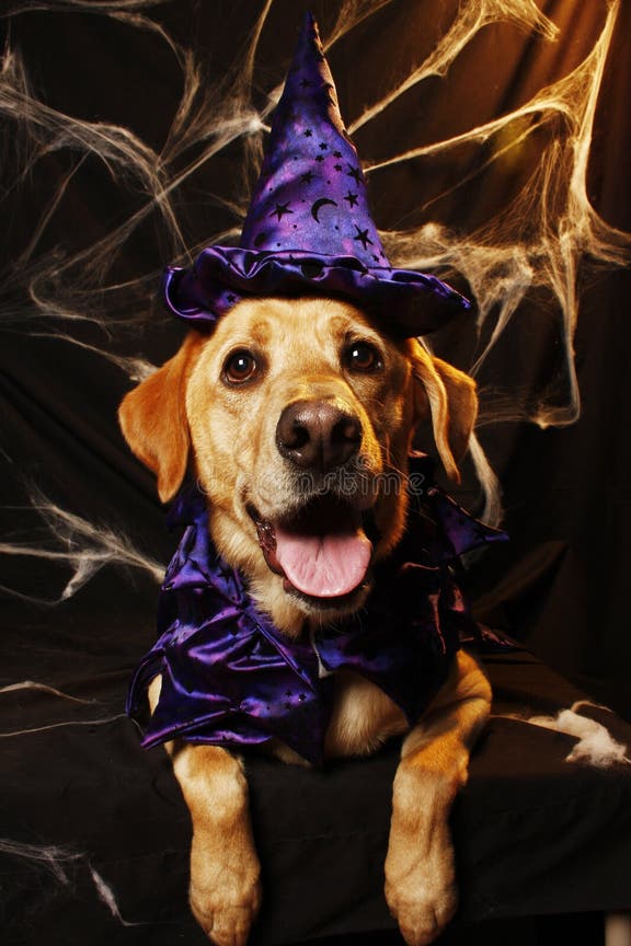Halloween Wizard Dog stock image. Image of cape, costume - 7617467