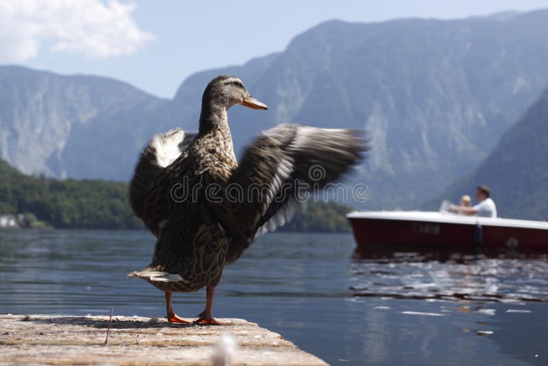 Hallstatt from Wild Duck Perspective Stock Photo - Image of city, alps ...