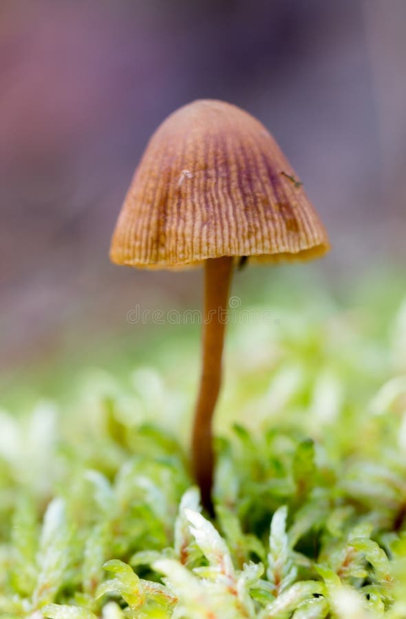 Hallucinogenic Mushroom Psilocybe Semilanceata Stock Image - Image of ...