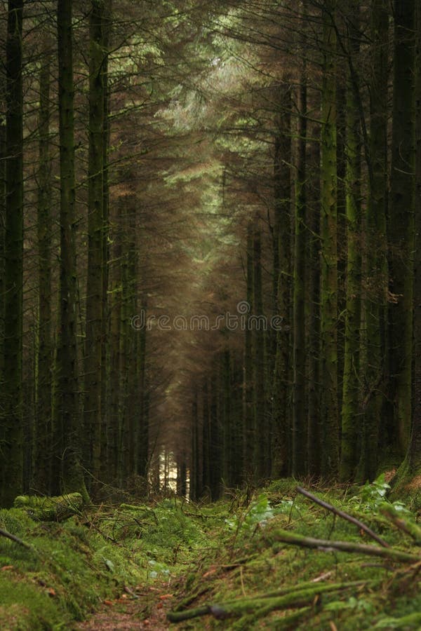 Hallway of Trees stock image. Image of rural, moor, moorland - 230335