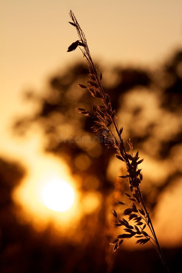 Halm in the evening stock image. Image of landscape, glare - 31194401