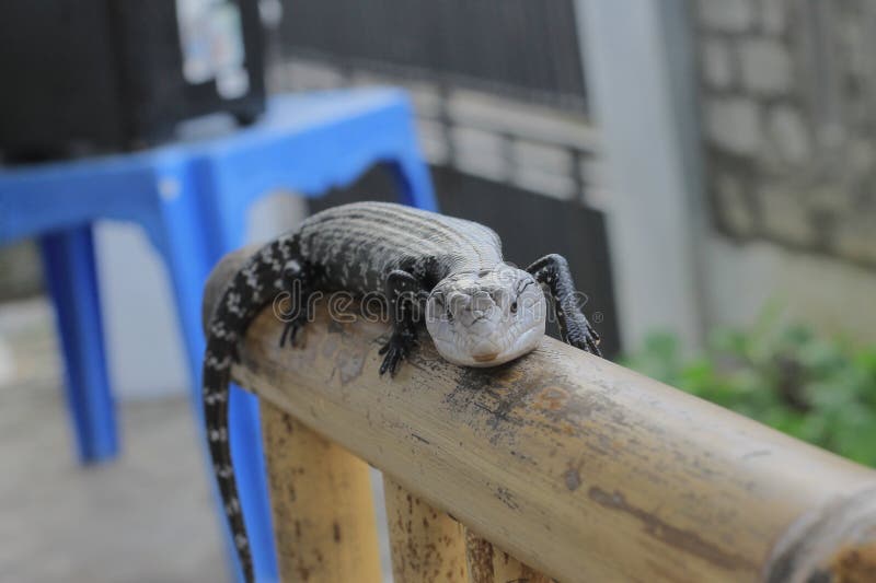 Halmahera Area Stock Photos - Free & Royalty-Free Stock Photos from ...