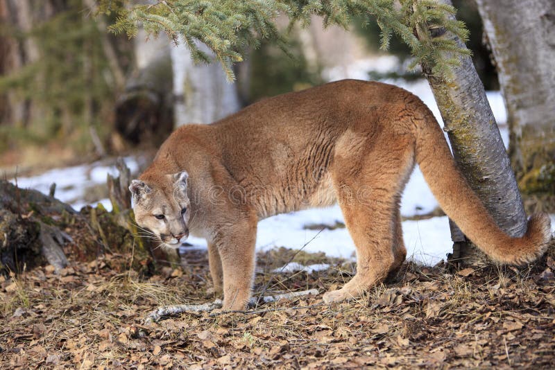 Halny lew w lesie obraz stock. Obraz złożonej z drapanie - 84372809