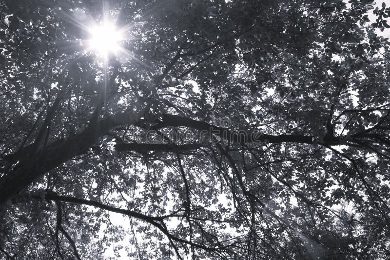 Halo of Light in the Foliage of a Tree Stock Photo - Image of branch ...