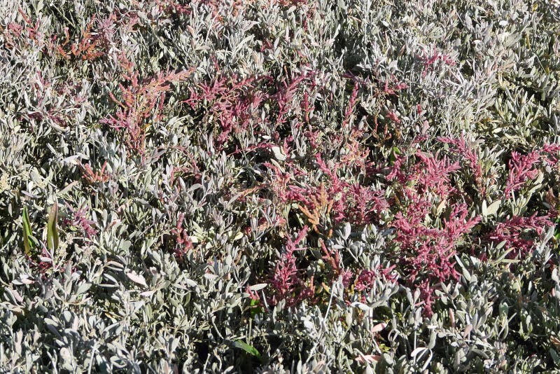 Halophytes at the Coastal Zone. Salt Plant, Common Glasswort ...