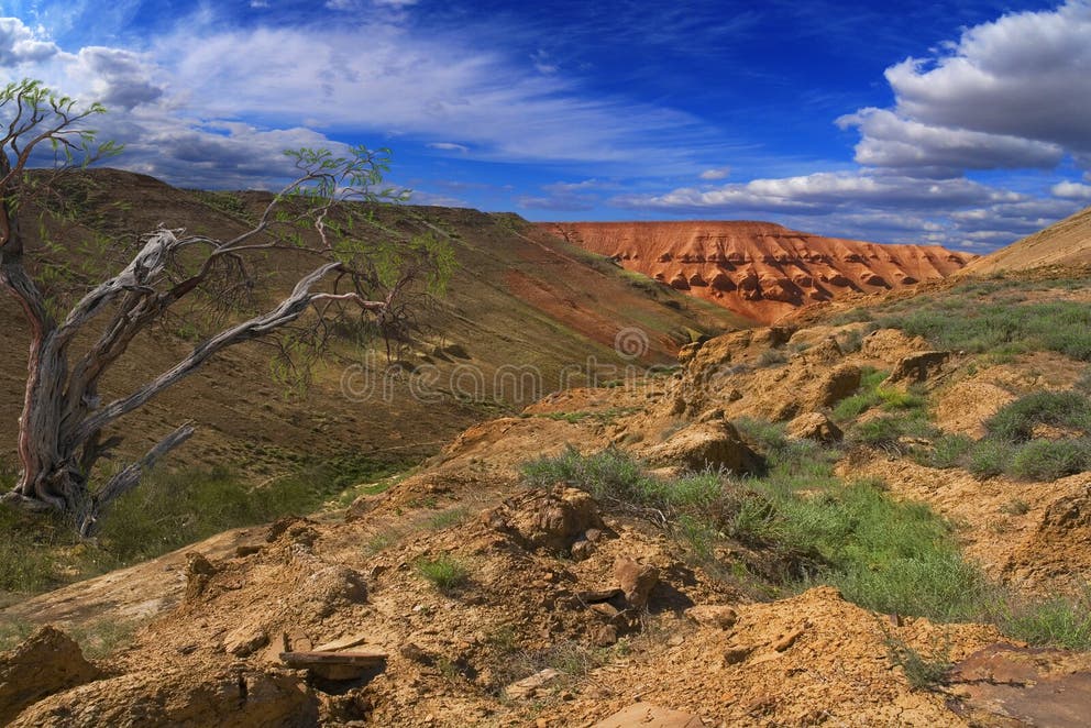 Haloxylon of the Plateau Ustyurt Stock Photo - Image of geology ...