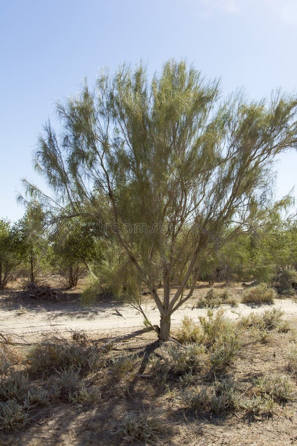 Haloxylon Plants And Sand Dune Stock Photo - Image of outdoors, barren ...
