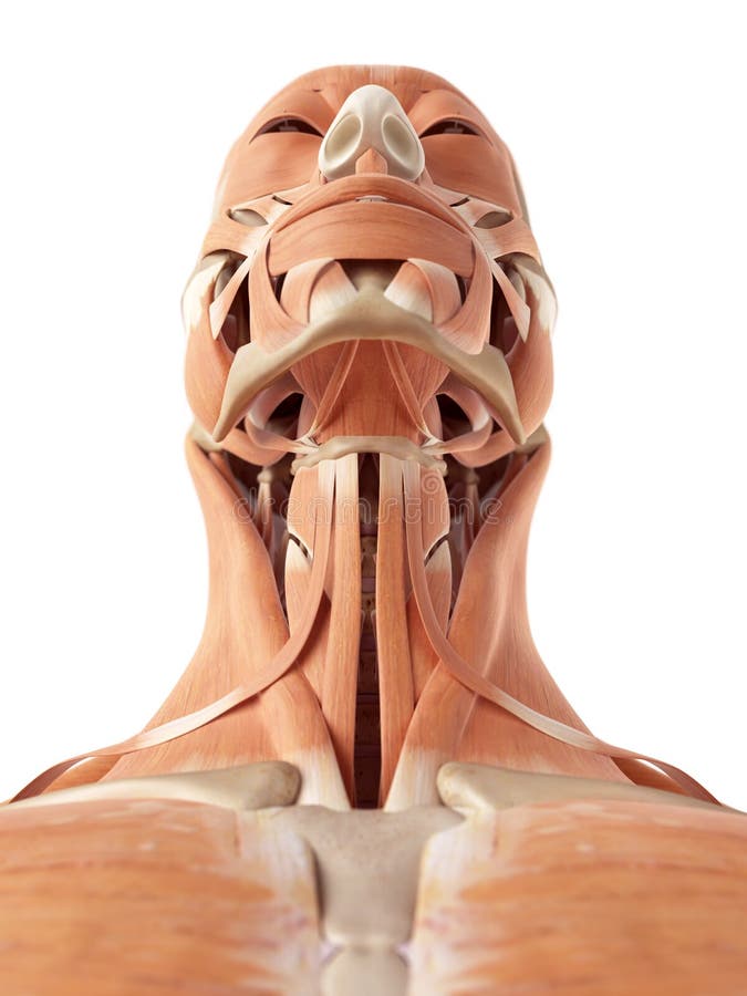 Muskler av framsidan stock illustrationer. Illustration av anatomical ...