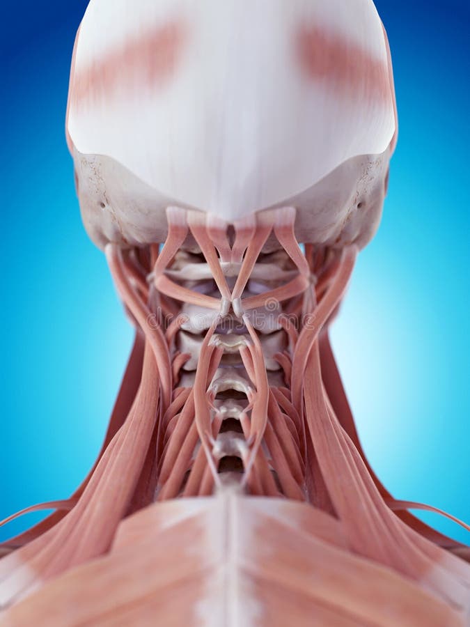 Halsmusklerna stock illustrationer. Illustration av huvud - 56287101