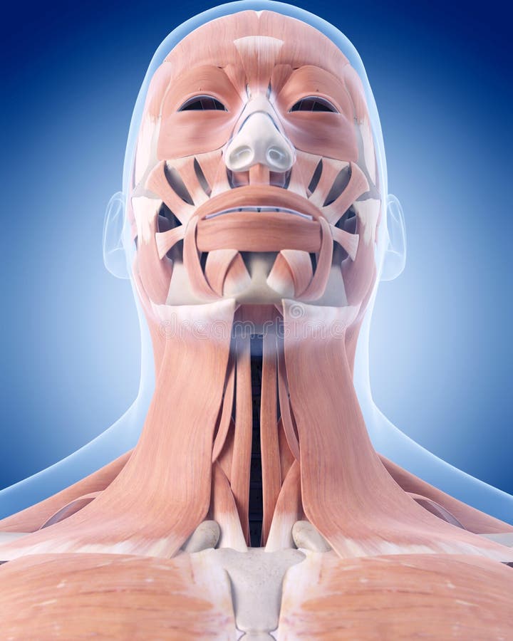 Nackmusklerna stock illustrationer. Illustration av anatomisk - 58448969
