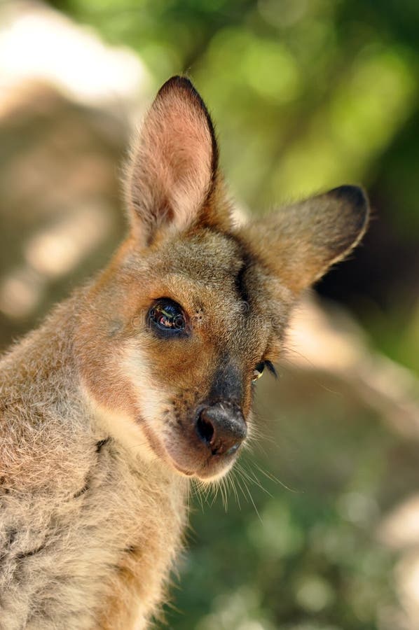 Vallaby fotografering för bildbyråer. Bild av kuriositet - 111143627