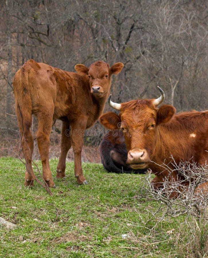 Halt Of Cows Picture. Image: 5009877