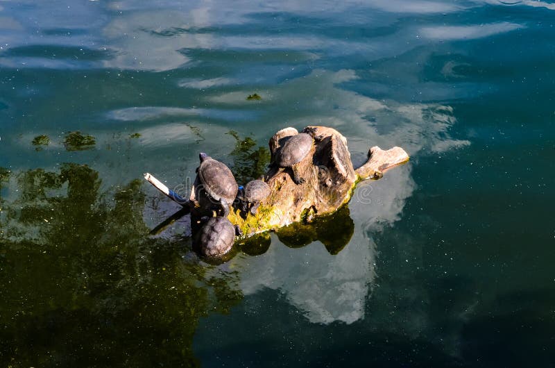 Halt stock photo. Image of turtles, basking, cute, walking - 96724896