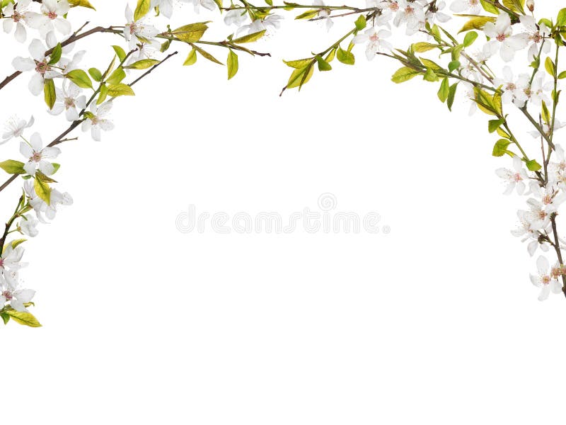 Halv Ram Från Blommor På Vårträdfilialer Arkivfoto - Bild av stänga ...