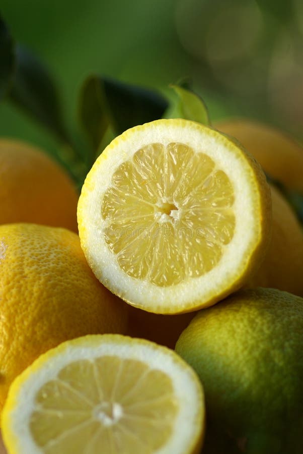 Citroenen op citroenboom. stock foto. Image of limonade - 7013432