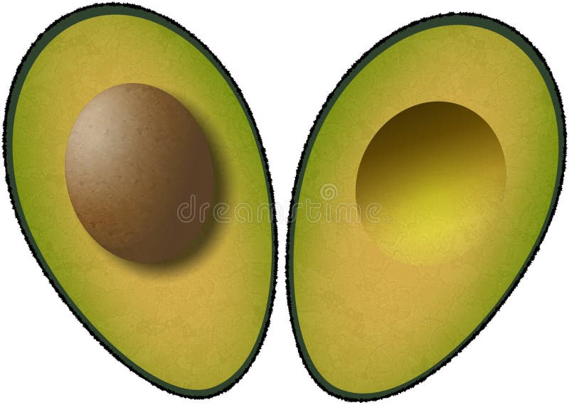 Halved avocado stock illustration. Illustration of open - 941675