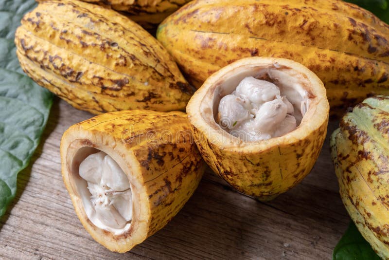 Halved Cocoa Fruit and Cocoa Pods Stock Image - Image of chocolate ...