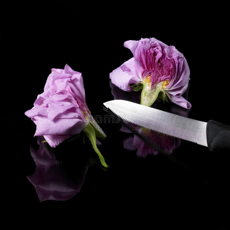 Halved rose and knife stock photo. Image of blade, domestic - 28776964