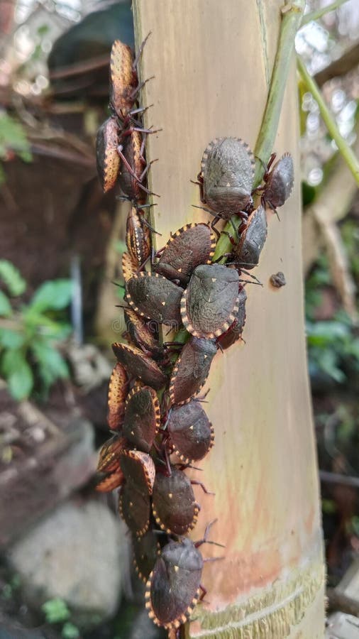 Bugs Congregate Stock Photos - Free & Royalty-Free Stock Photos from ...