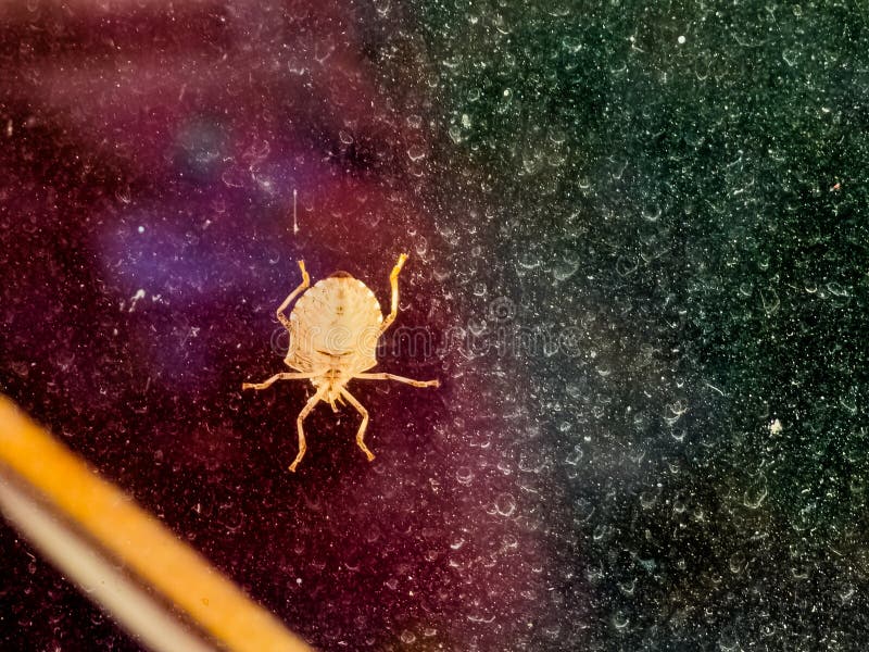 Halyomorpha Halys on Glass. View from the Inside Stock Photo - Image of ...