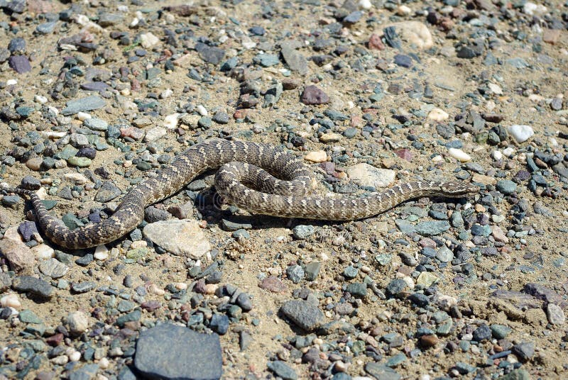 Halys pit viper stock image. Image of dangerous, bite - 17710297