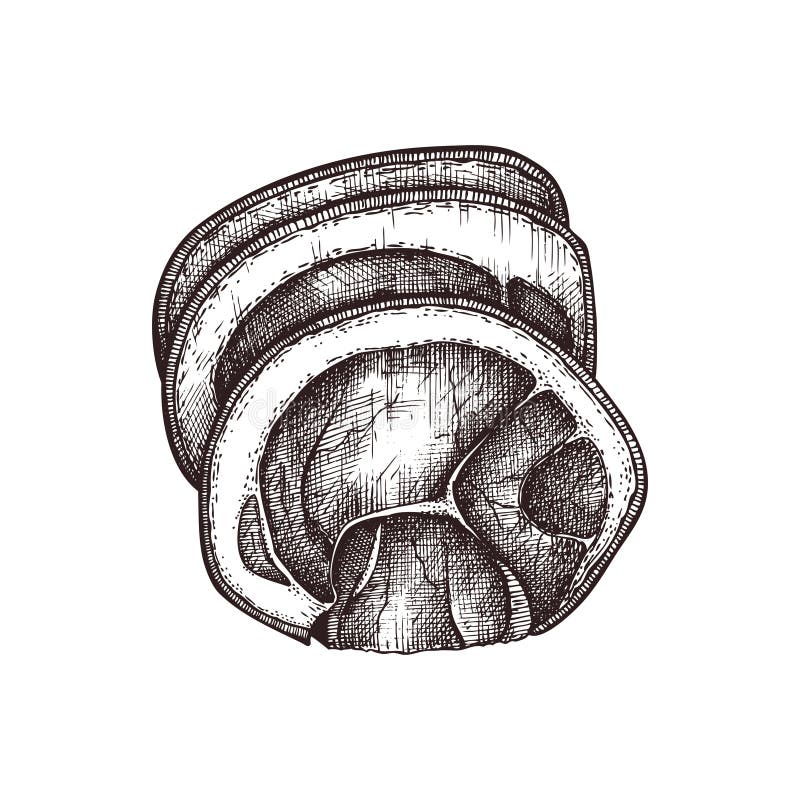 Vector Illustration of Hand Drawn Ham. Engraved Style Food Drawing ...