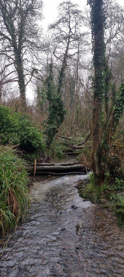 Ham Woods a Nature Reserve, Plymouth Devon Uk Stock Photo - Image of ...