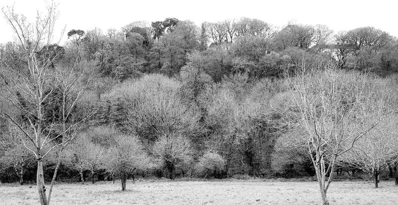 Frozen Winter Tree Scenery. Devon Stock Photo - Image of frozen, devon ...