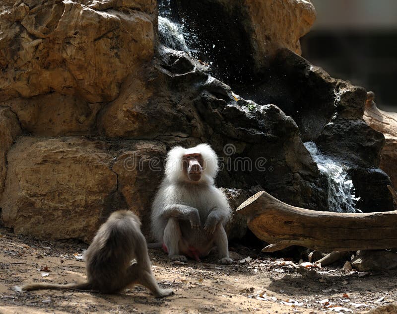 Monkey stock image. Image of head, large, nature, playing - 12910663