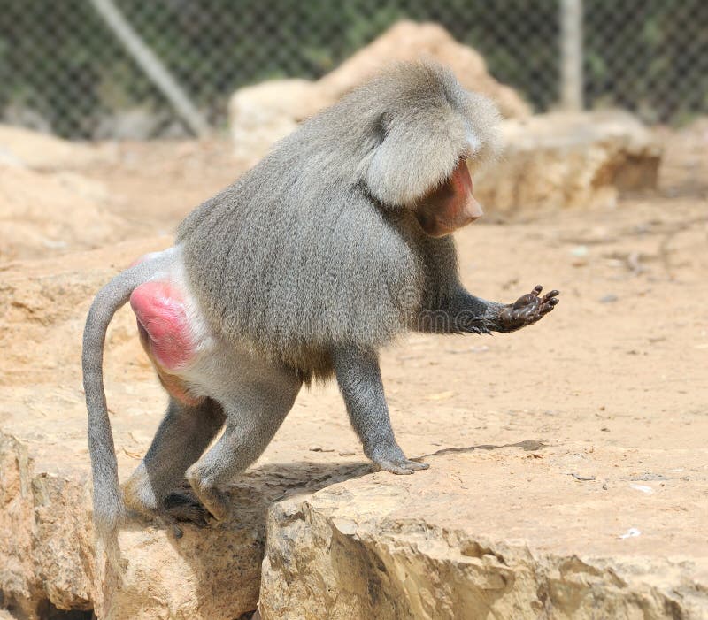 Hamadryad stock photo. Image of outdoor, species, safari - 13036214