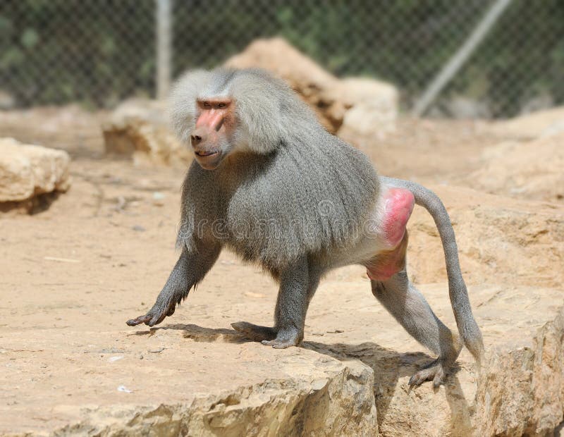 Hamadryad stock photo. Image of reserve, hands, vertebrate - 11705130